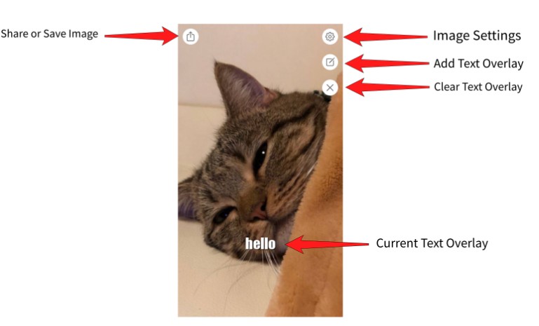 An iOS app that lets you swipe through random cat pictures